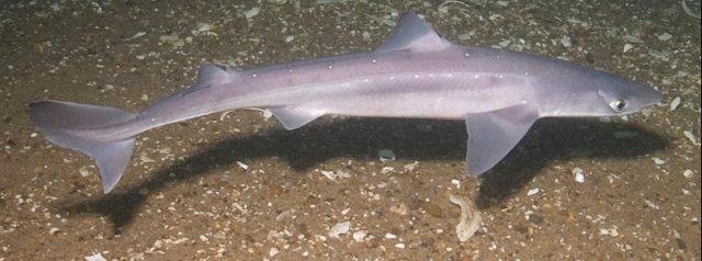 SFPA Publishes New Fisheries Information Notice on Spurdog Regulations ...