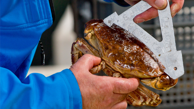 SFPA Publish New Online Guidance on Codes, Conversion Factors & Minimum ...