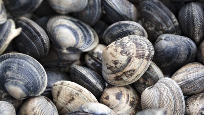 Sea Fisheries Protection Authority > What We Do > Molluscan Shellfish